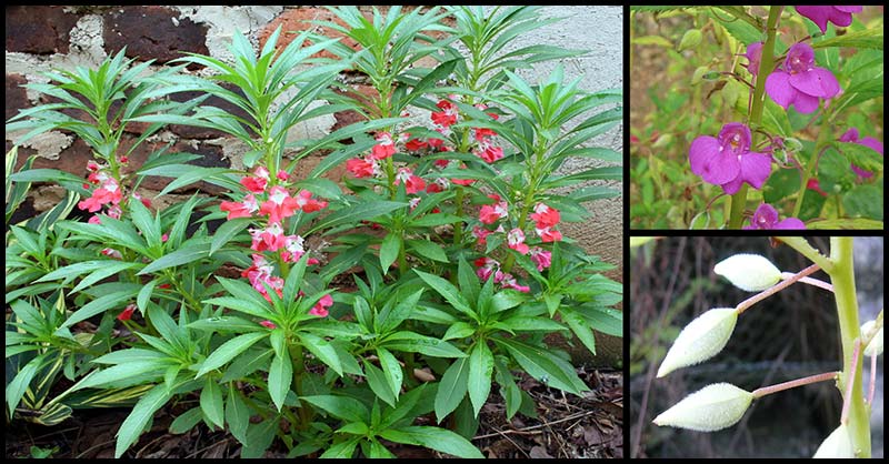 Health Benefits and Medicinal Uses of Garden Balsam (Kamantigue) | Dr ...