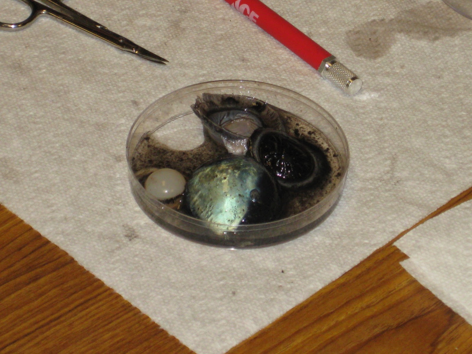 Mrs. Campbell's Blog: Eye Dissection!!!!!!!!!!!!!!!!!!!!!!!!!!!!!!!!!!!