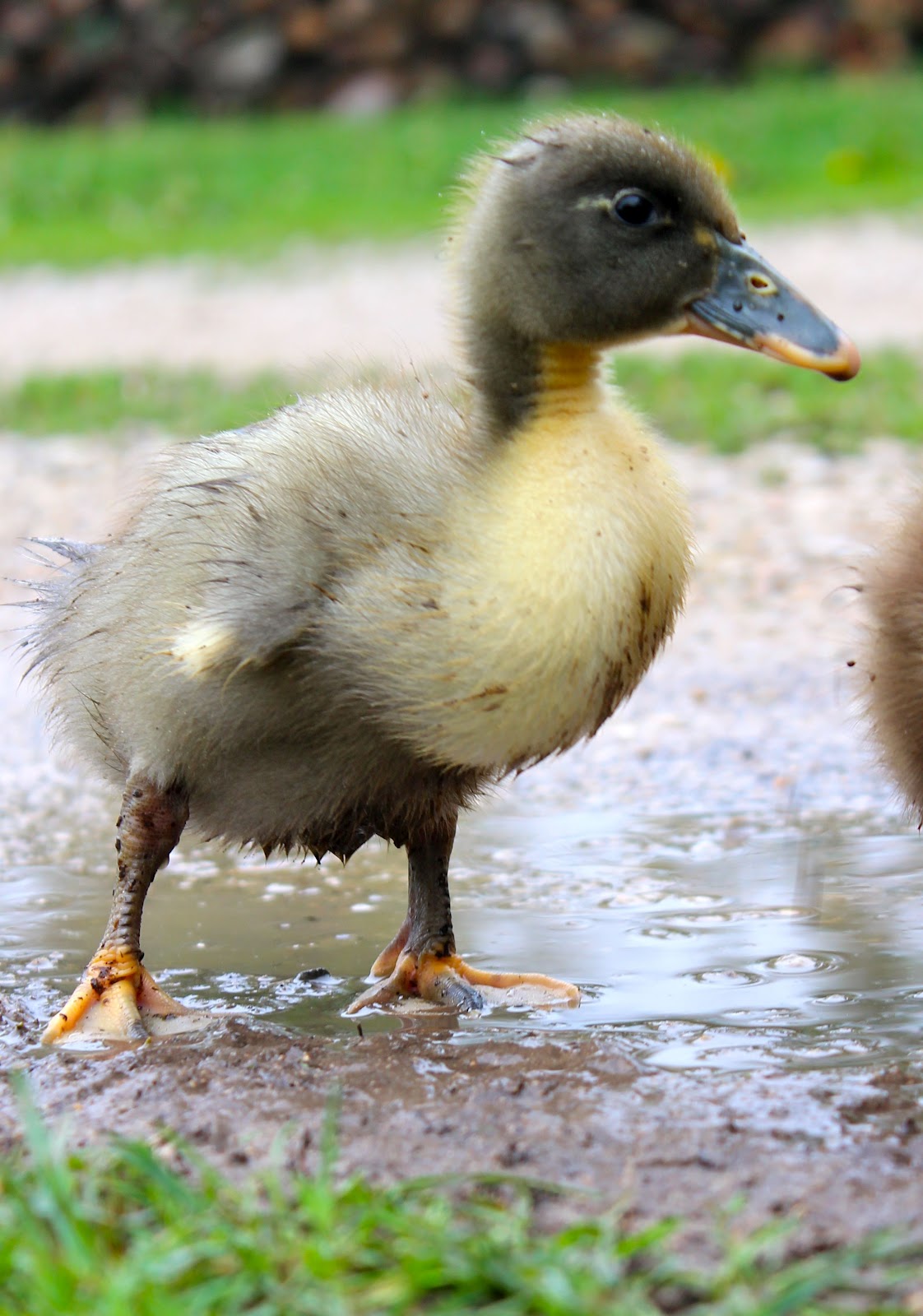 Squash Blossom Farm: Duck , Duck, Goose