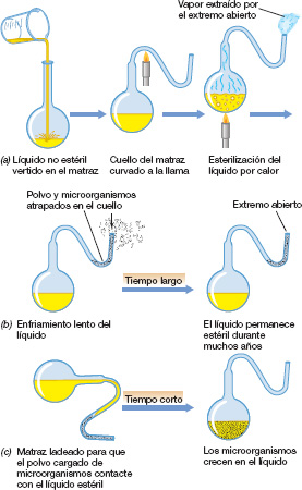 Ciencias para el mundo contemporaneo: LA TEORÍA DE LA GENERACIÓN ESPONTÁNEA