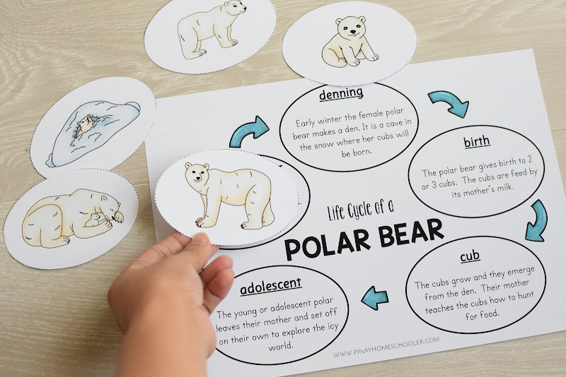 Winter Animal Life Cycle Studies | The Pinay Homeschooler