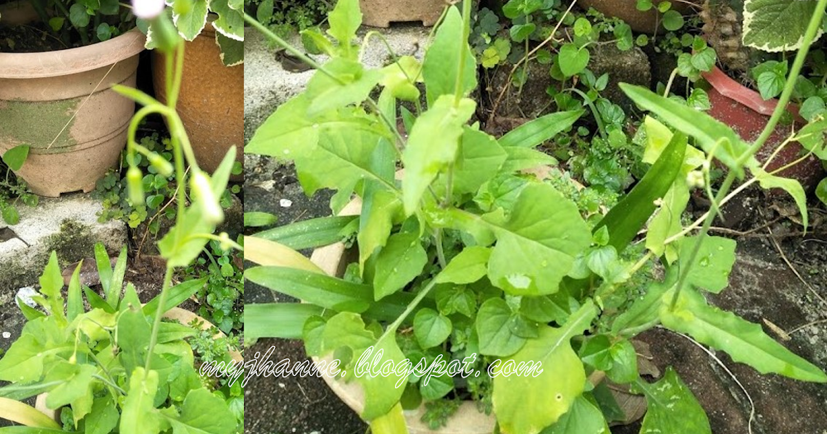 HERBA : BAYAM PERAKSI