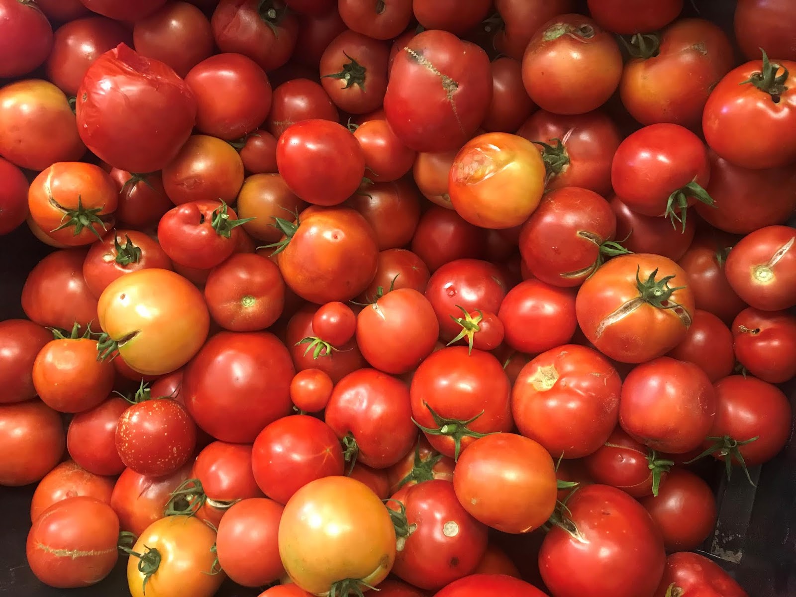 Tomato Flavor: Where Did it Go and How They’re Bringing It Back