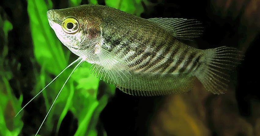 Ikan Sepat Rawa Atau Sepat Siam; Klasifikasi, Morfologi, Habitat Dll ...