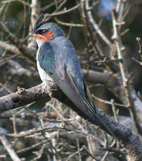 Crested treeswift | Birds of India | Bird World