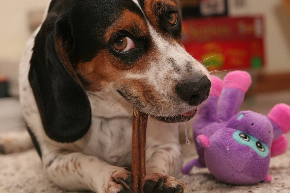 Beautiful World : These Gorgeous, Gracious and Funny Animals!