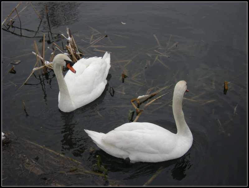 ružičasti dupin: CRVENOKLJUNI LABUD (CYGNUS OLOR)
