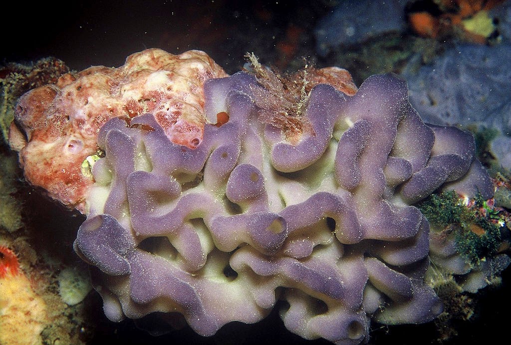 Artes de Pesca: DEMOSPONGE