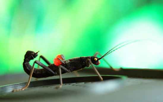 Nemo Had a Lucky Fin - This Guy Has Lucky Wings!! | Featured Creature
