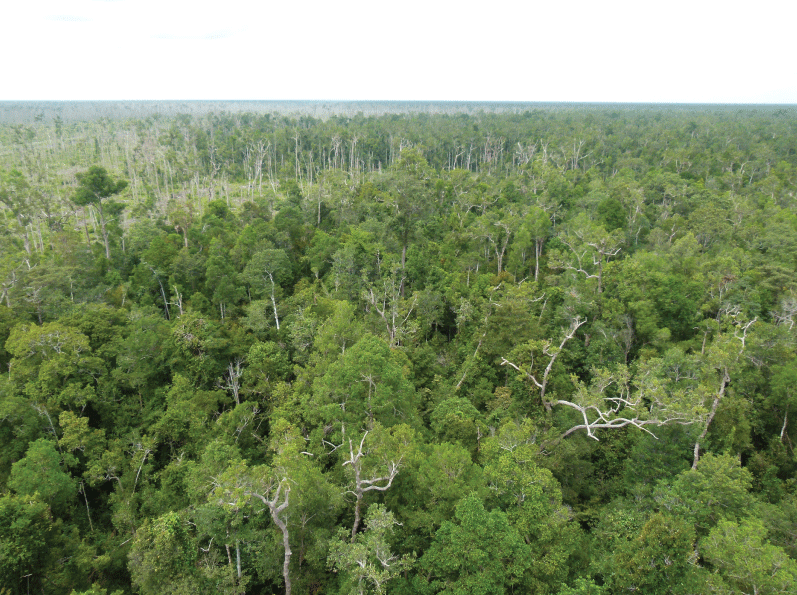 Travel Myanmar: Myanmar Climate, Forests and Wildlife