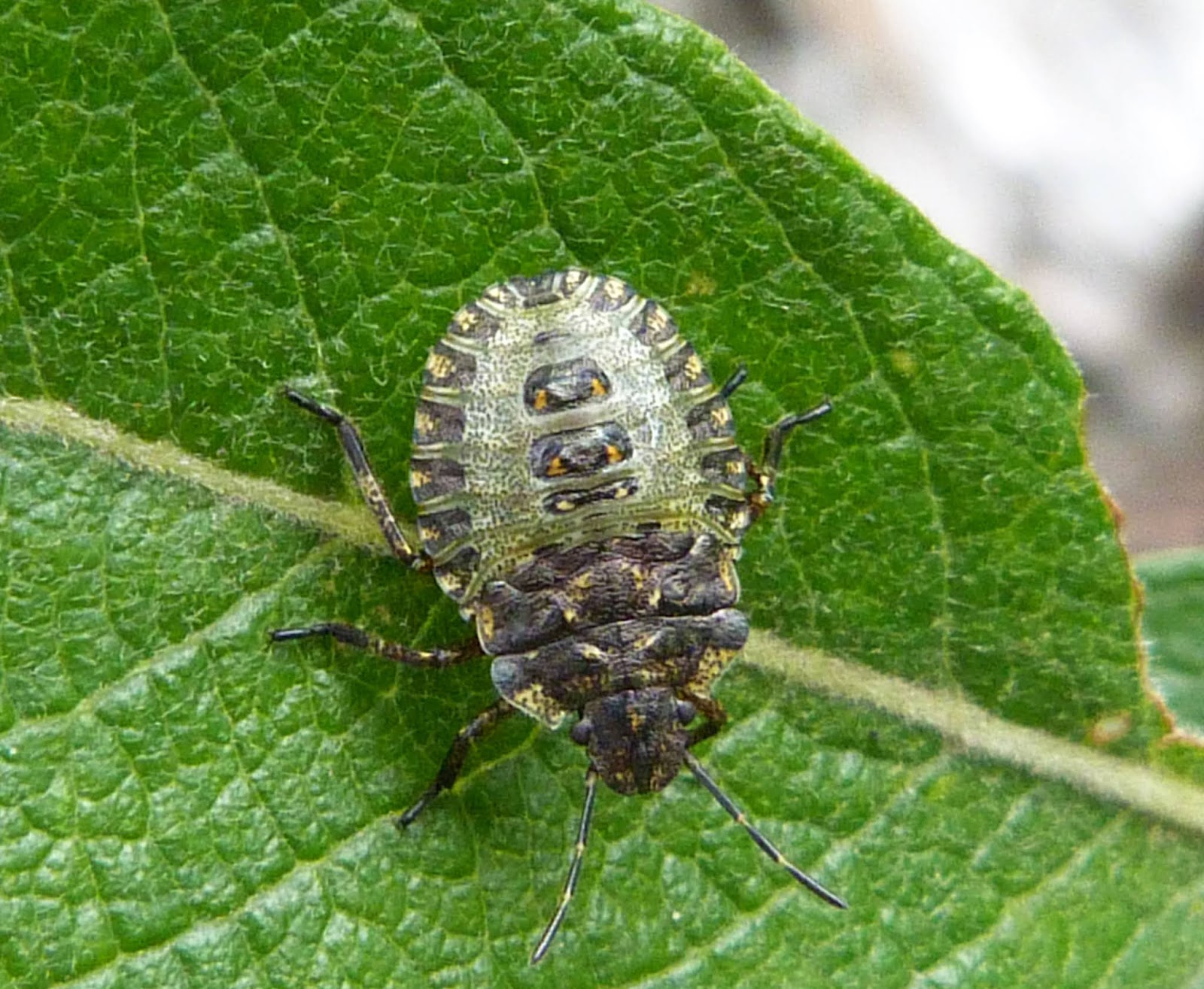 Insects of Scotland: True Bugs