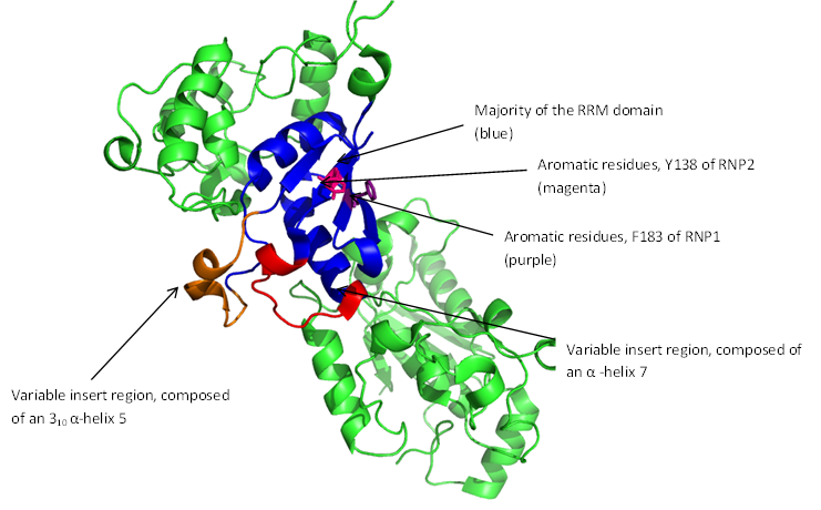 Cwc2 Structure Decoded: RNA binding Domains