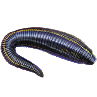 Leeches Information - Medicinal Leech Therapy