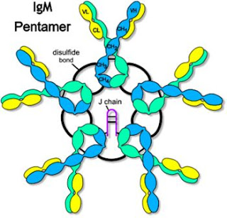 Different types of Immunoglobulins - IgG, IgA, IgM, IgD and IgE