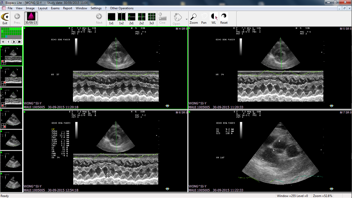 Cat Maui .(=^.^= ). The Ginger Tabby w White Socks & White Chest: Cat ...
