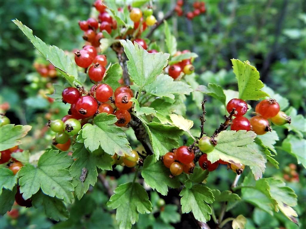 El Jardín de la Barrosa: Algunas bayas silvestres comunes en el concejo ...