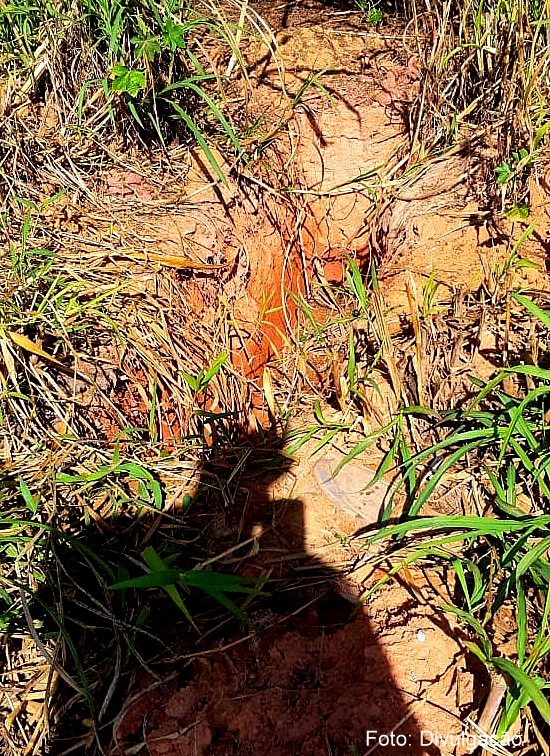 Bom Dia Piedade: GCM descobre cova aberta próximo à rodovia SP-79