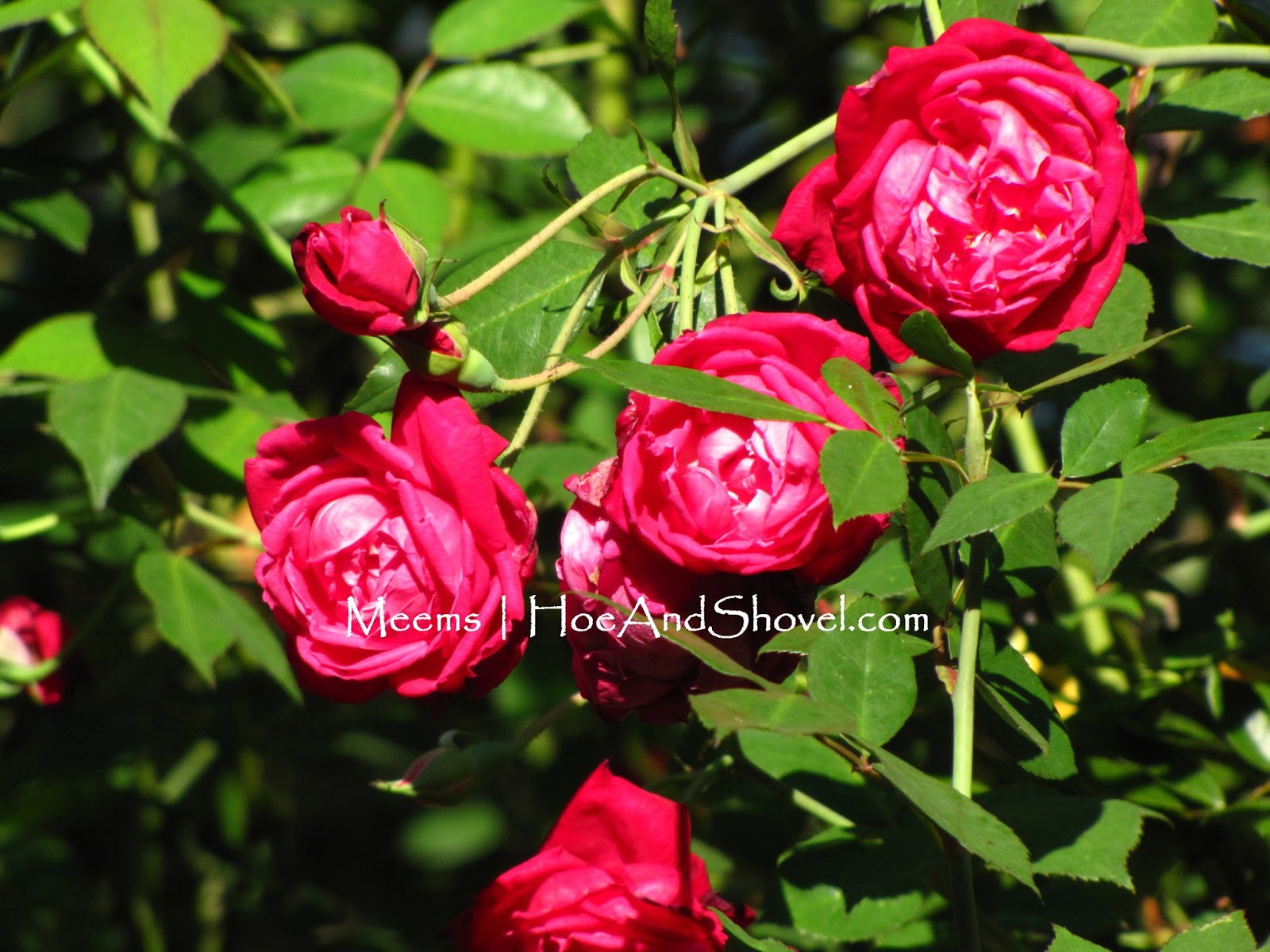 Hoe and Shovel: Roses for Florida