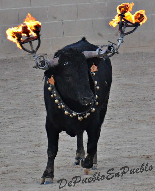 De Pueblo En Pueblo: Toro embolado "Finca La Morera"