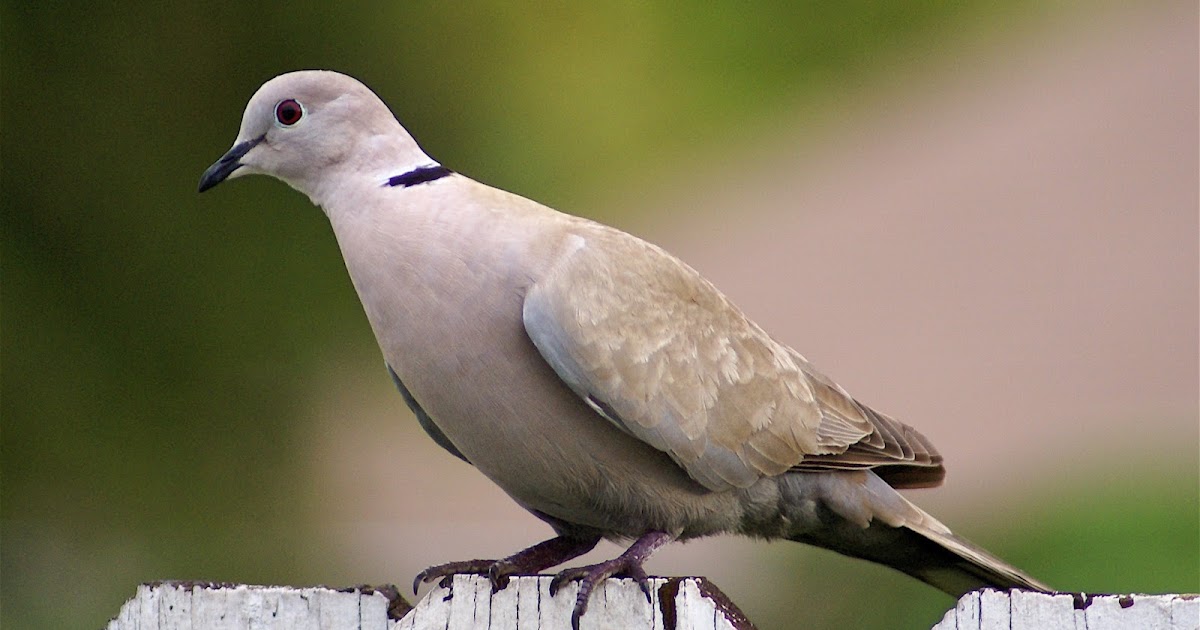 Il canto delle sirene: Una pavida tortora