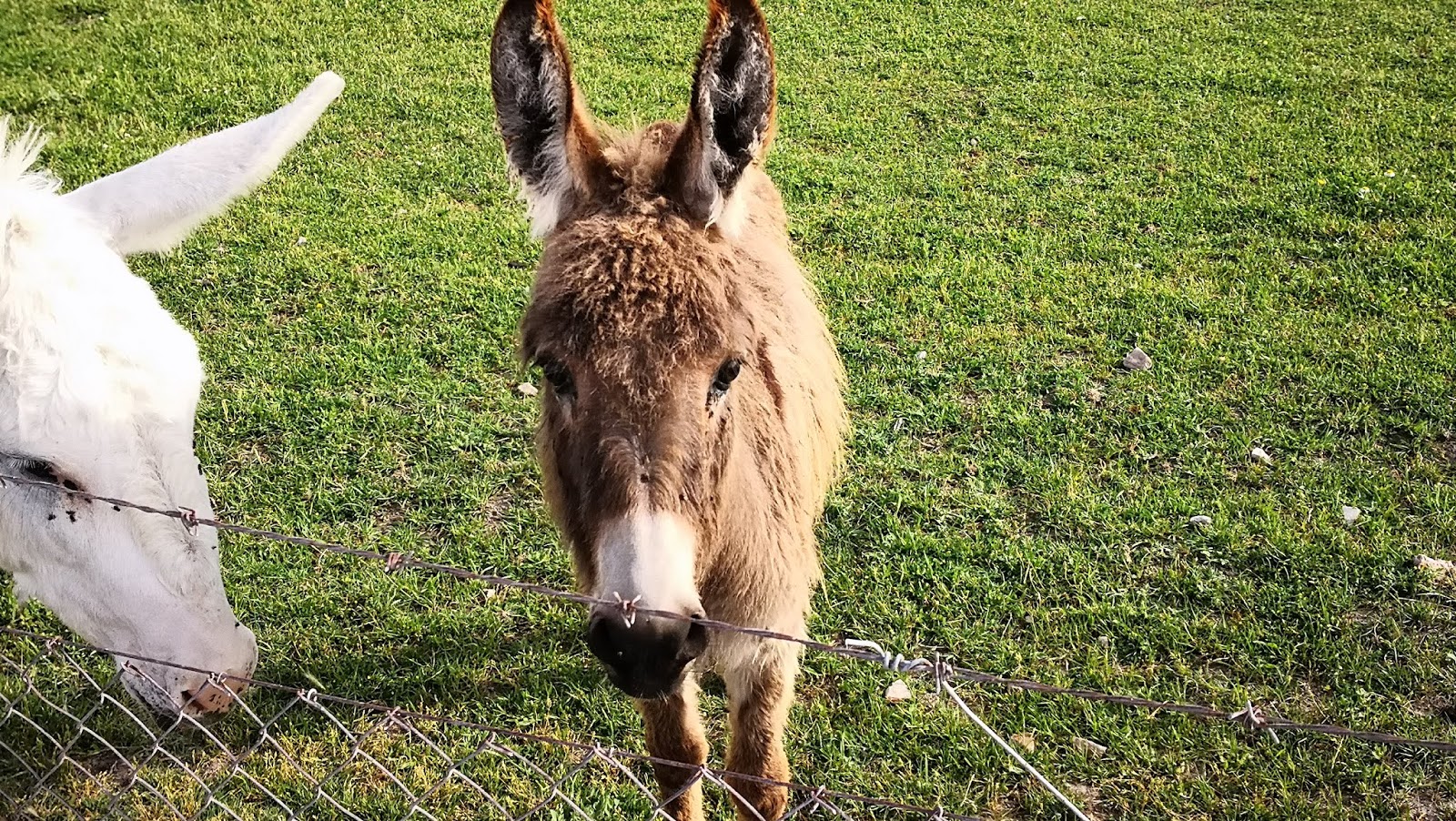 Burros, pollinos, asnos...., de cuatro patas y en algunas ocasiones ...