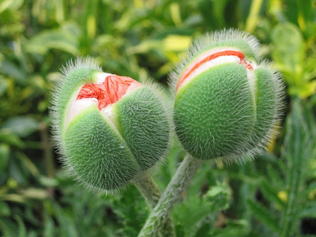 How to grow poppies