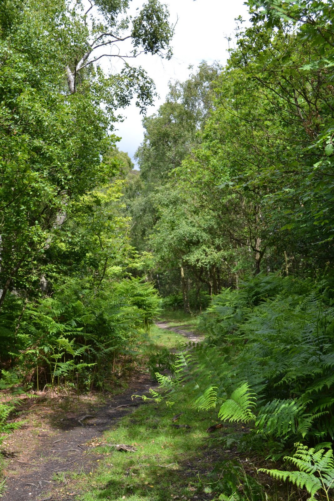 Walks among Flowers: Buckinghamshire: Burnham Beeches & Stoke Common ...