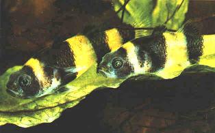 Peces y plantas ornamentales: Brachygobius Xanthozona - Pez Avispa