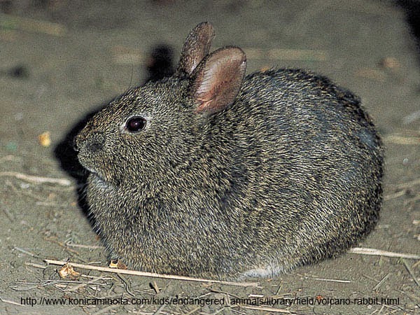 Bizarre Creature of the Day: Creature 187: Romerolagus diazi