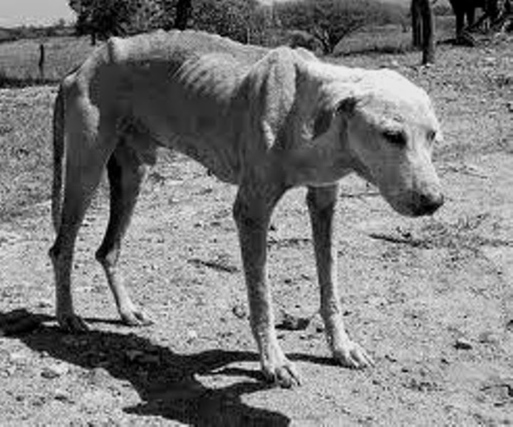 EL CIELO A CABALLO:RETABLO DE POESÍA DE ANDRÉ CRUCHAGA: AL PERRO FLACO…