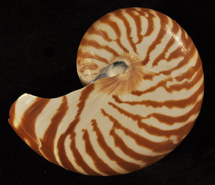 PALEO & GEO TOPICS: Comments by R. L. Squires: The Nautilus shell