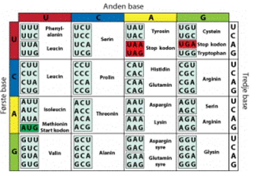 Wety Yuningsih: Sintesis Protein Kelas 12 IPA/IPS LM