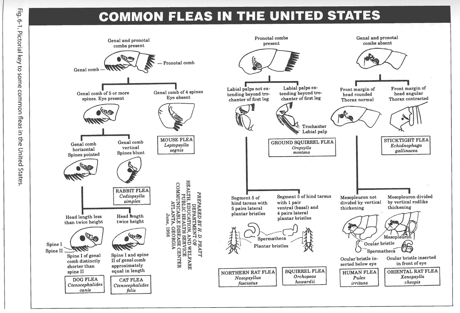 Insects in the City: Loving it with fleas