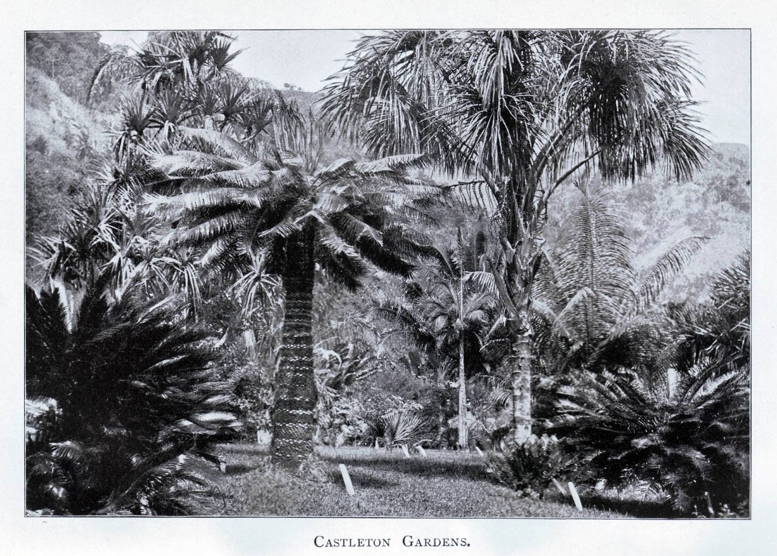 Castleton Gardens, Jamaica W.I.: CASTLETON BOTANICAL GARDENS, ST ANDREW ...