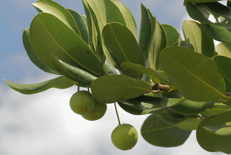 Flower Dictionary: Madagascar Olive