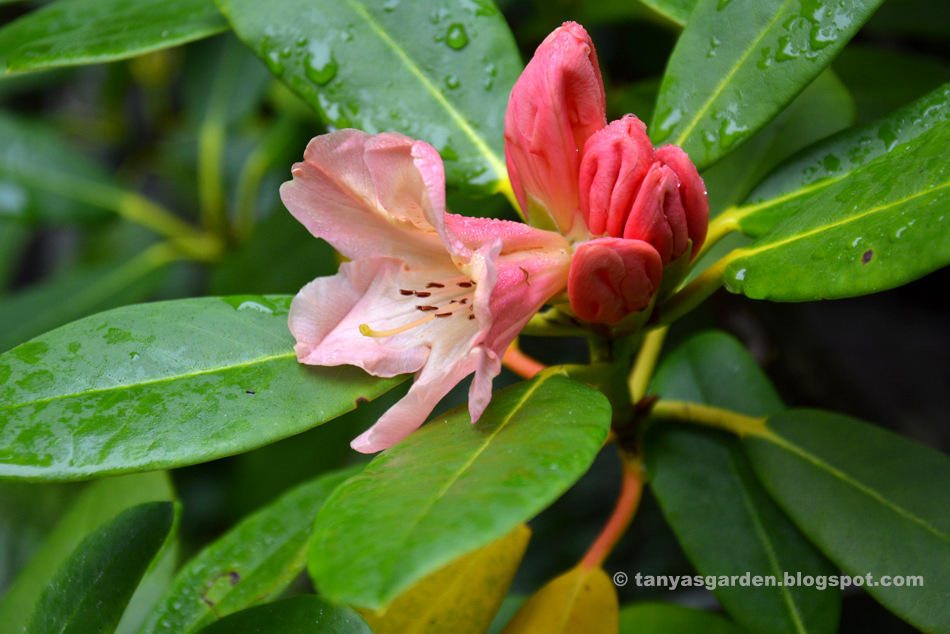 MySecretGarden: Fall Garden Snaps