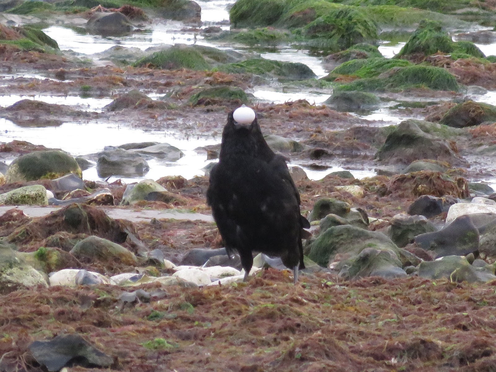 The Rattling Crow: 2016