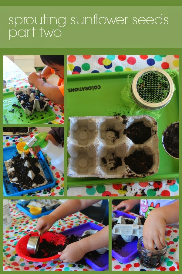 scrumdilly-do!: sprouting sunflower seeds: part 2