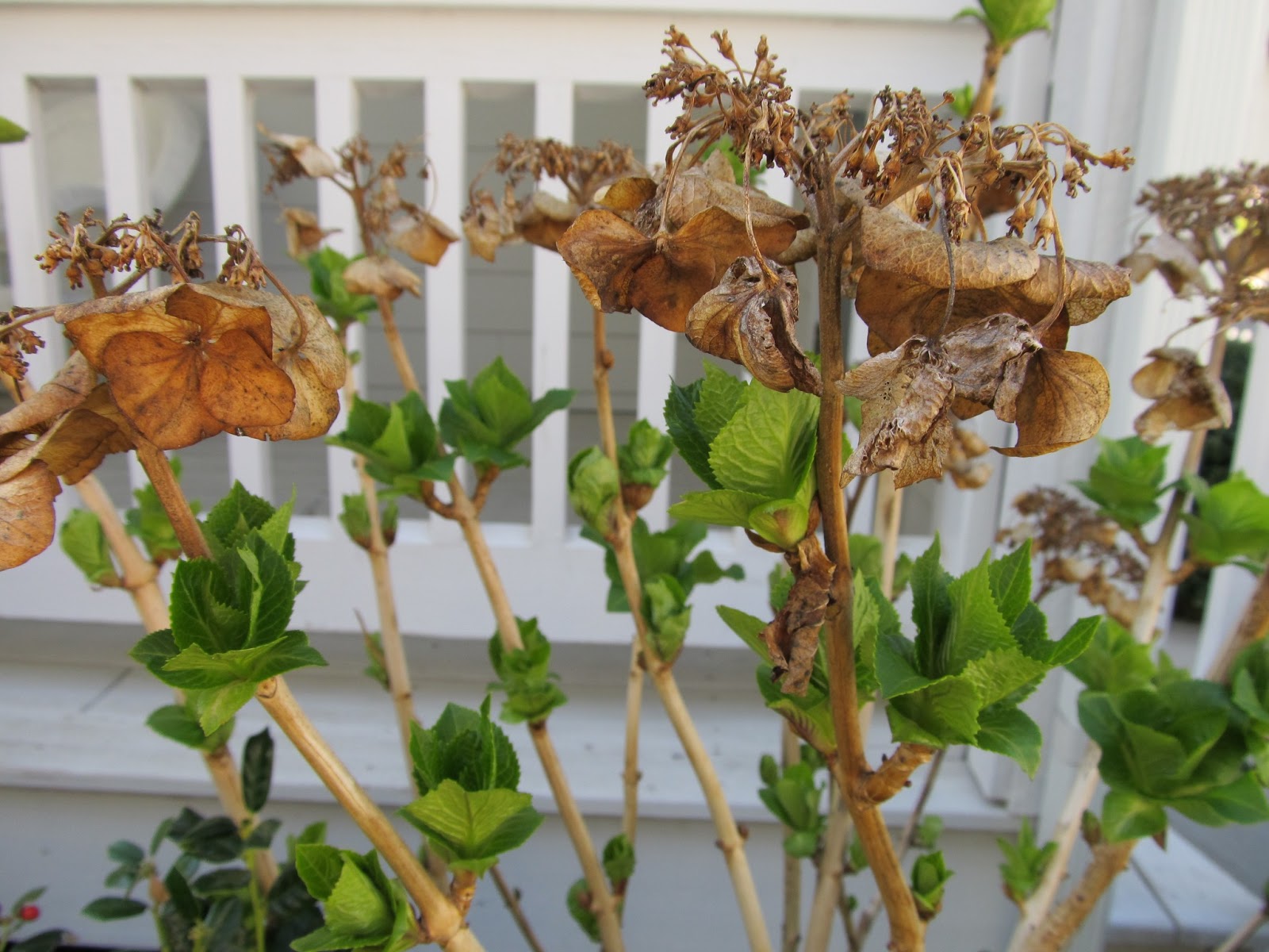 HOW TO PRUNE HYDRANGEA |The Garden of Eaden