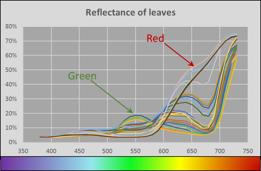 John the Math Guy: The color of leaves
