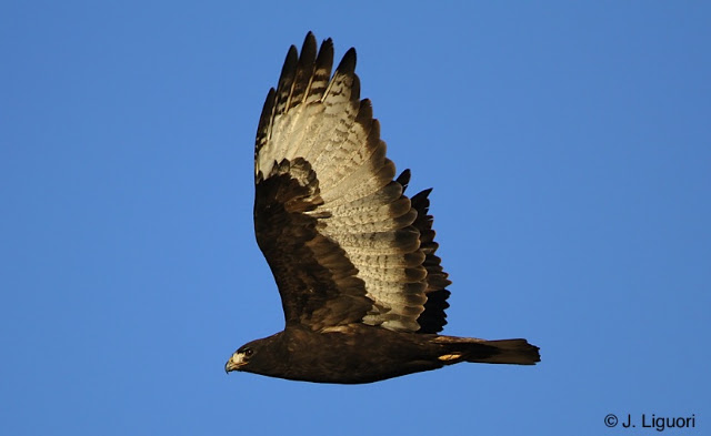 Raptor Identification and Photography: Raptor Quiz