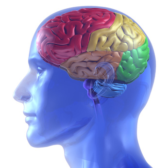 The Four Regions of the Thinking Brain Made Simple - Part One ...