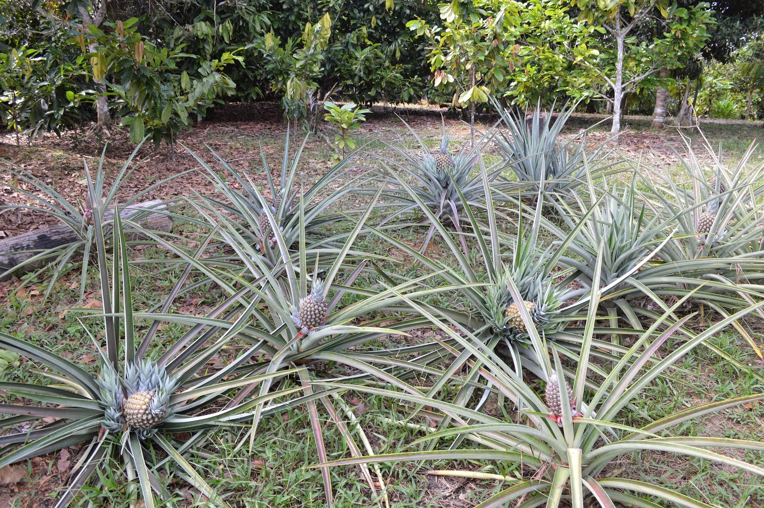 Paul Alan Levy's Blog: Visiting a Farm Family in the Amazon Basin