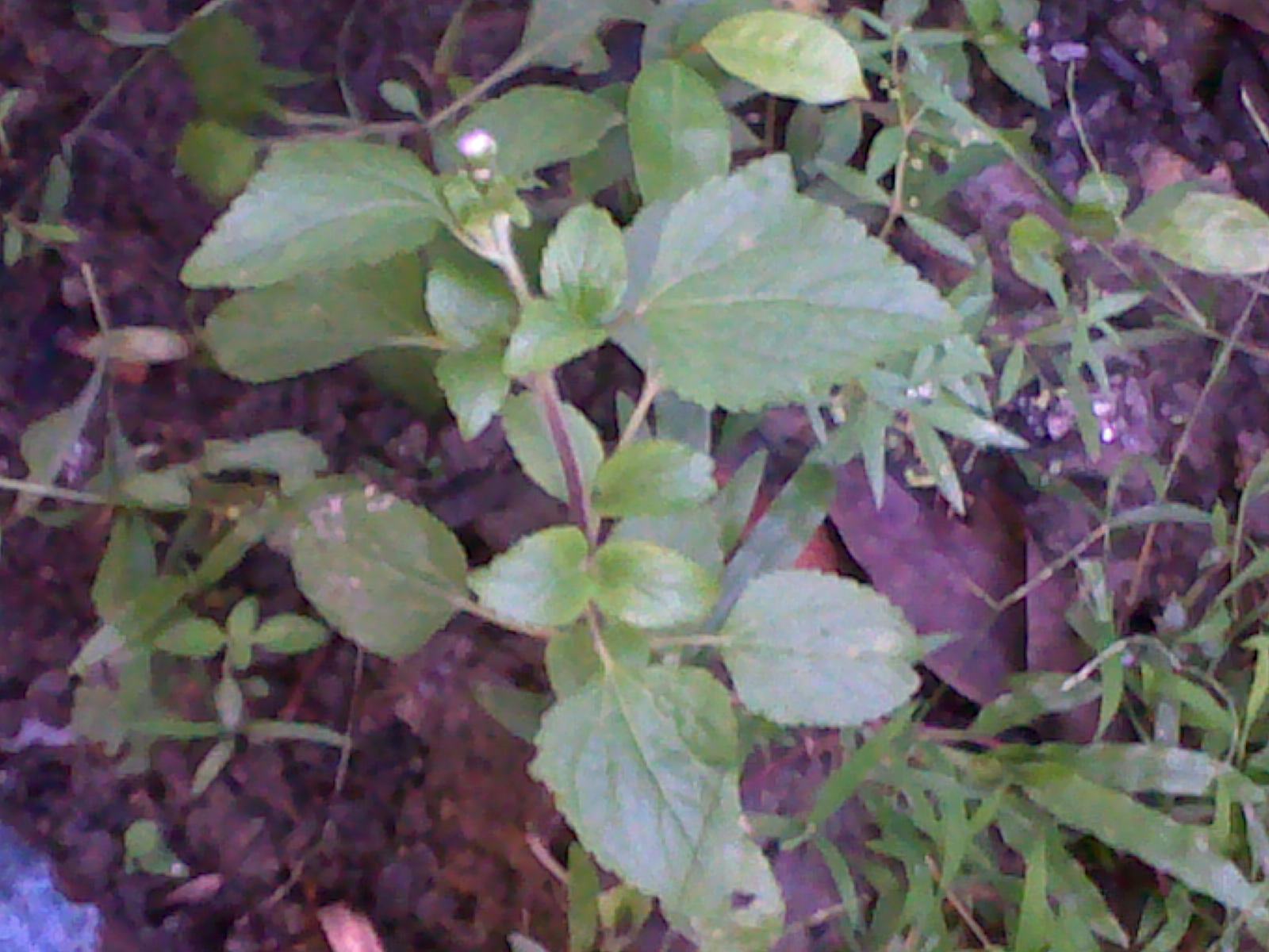 Gambar 28 Jenis Daun Tanaman Berkhasiat Obat Ngasih Gambar Namanya di ...