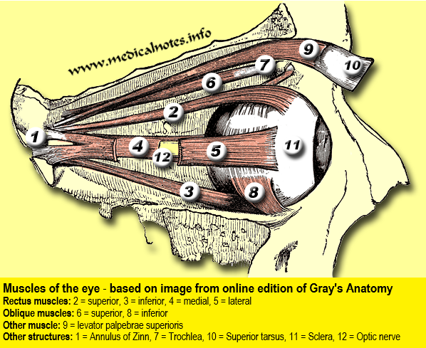 Anatomy of the Eye | Medical Notes