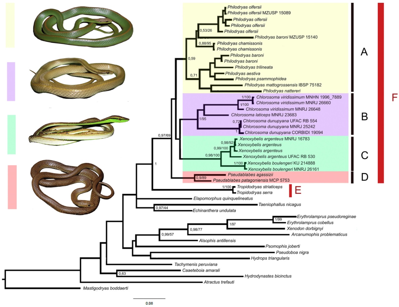 Species New to Science: [Herpetology • 2021] A Phantom on the Trees ...