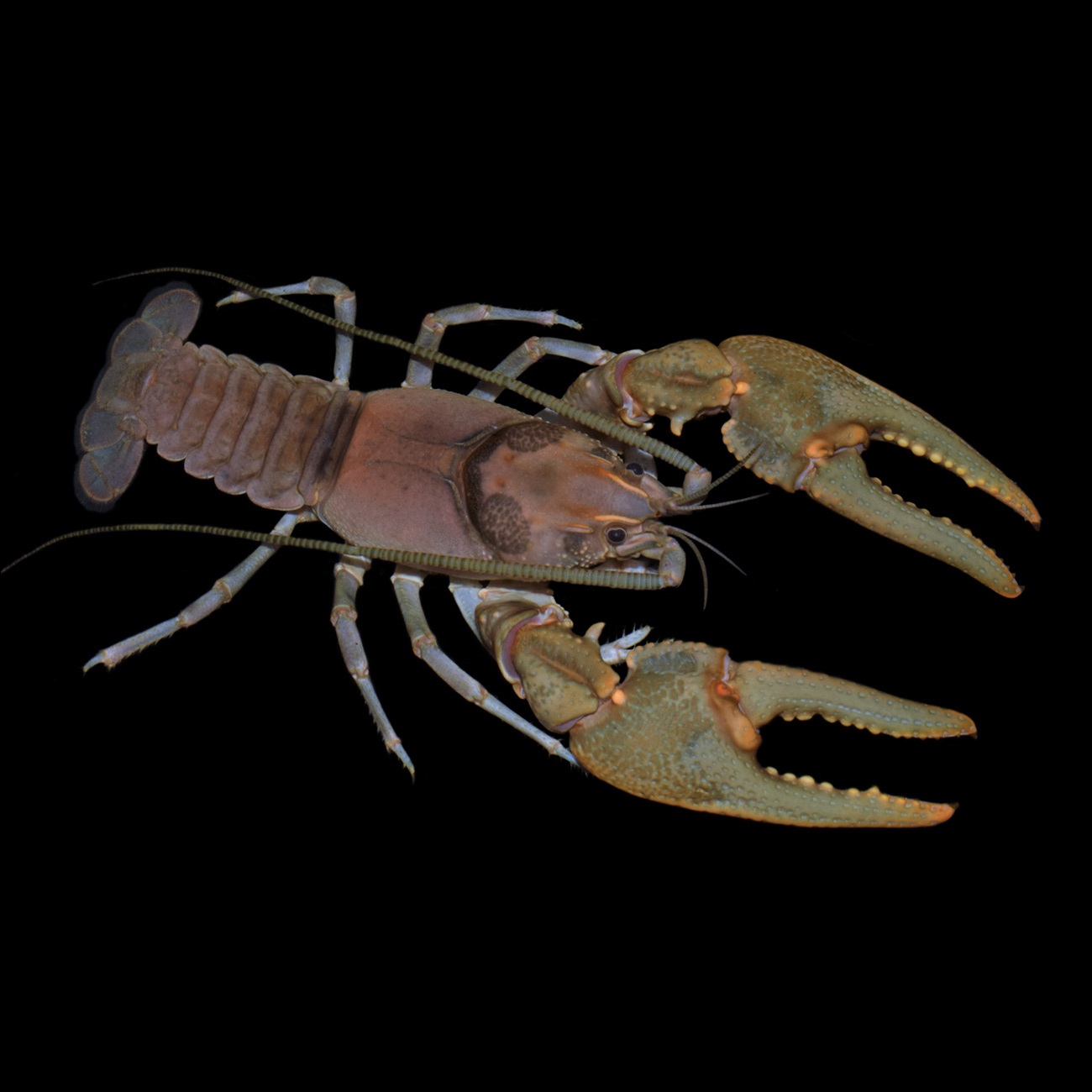 Species New to Science: [Crustacea • 2017] Cambarus (C.) appalachiensis ...