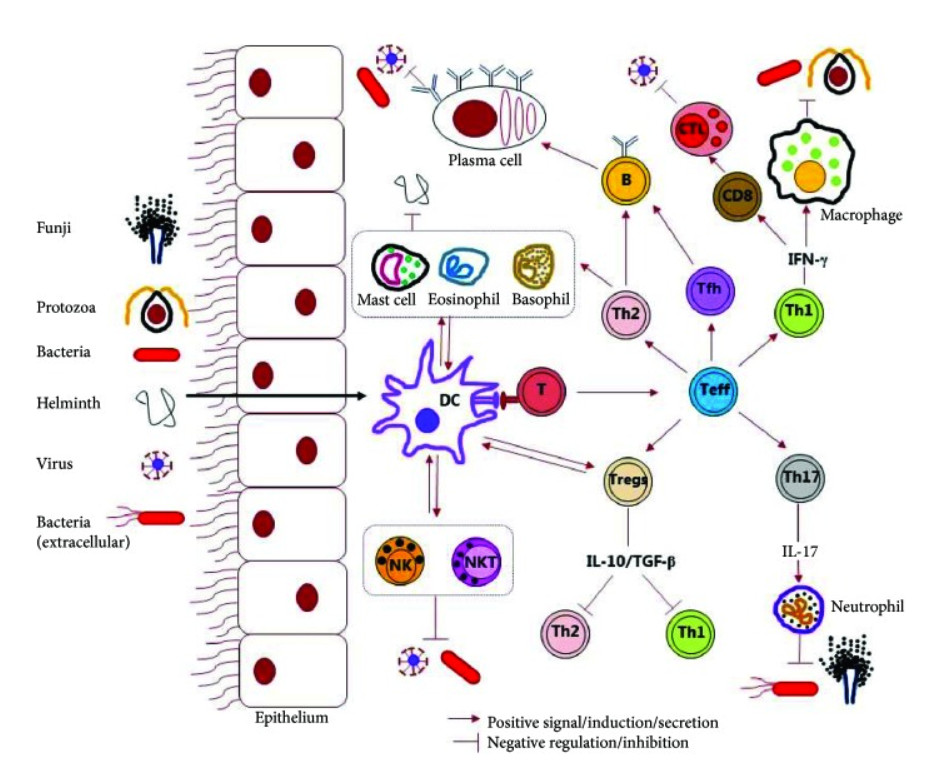 Travel for Life: Th1 and Th2 Responses from Different COVID-19 Vaccines ...