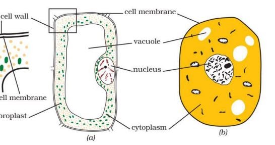 Cell key concept "biology"