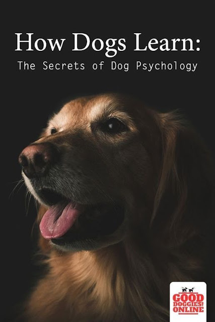 Dog Brain Train: how dogs learn the secrets of dog psychology